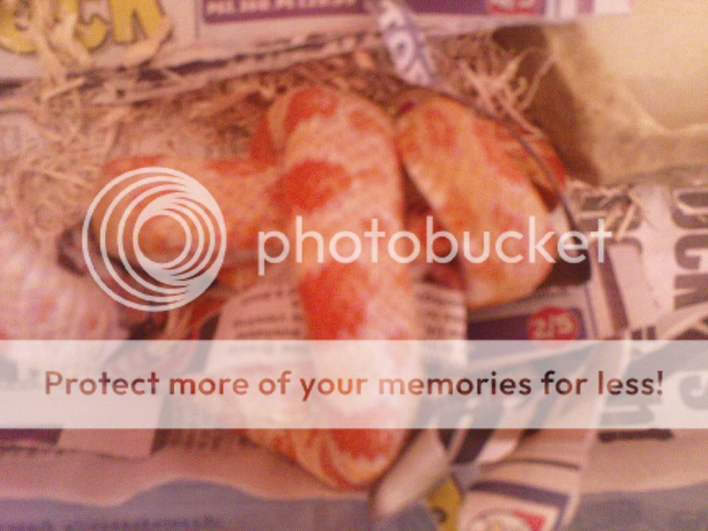 do corn snakes constrict? | Reptile Forums