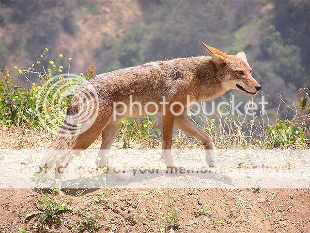 Wild Dogs Slideshow Quiz - By CMIPalaeo