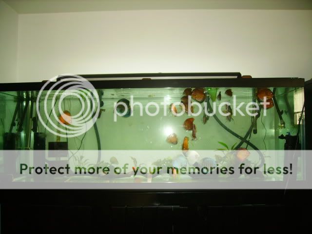 Pictures of my simple 180 gallon Discus tank - SimplyDiscus