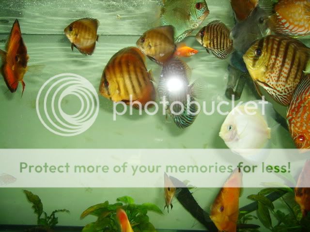 Pictures of my simple 180 gallon Discus tank - SimplyDiscus